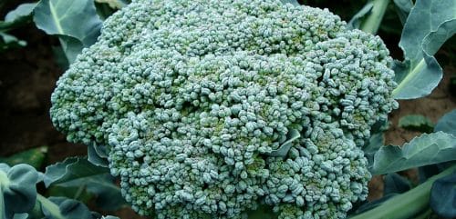 Top 10 Cruciferous Vegetables List that Saves | Cruciferous = Cross?