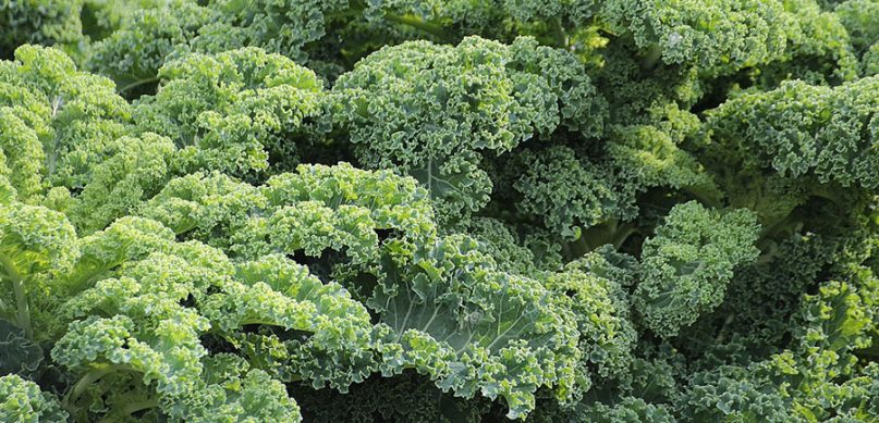 Top 10 Cruciferous Vegetables List that Saves | Cruciferous = Cross?