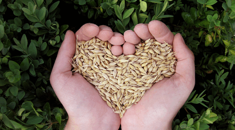 Best Places to Buy Non-GMO & Organic Grains in Bulk